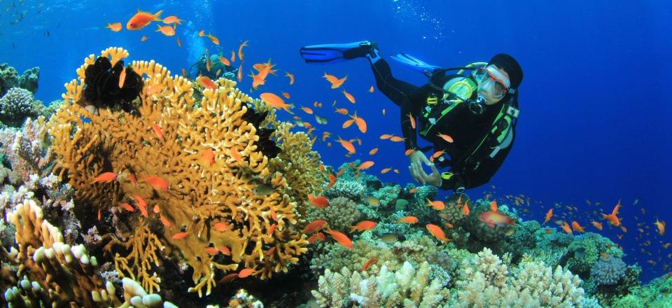 Diving In Sharm El Sheikh | Thomas Cook