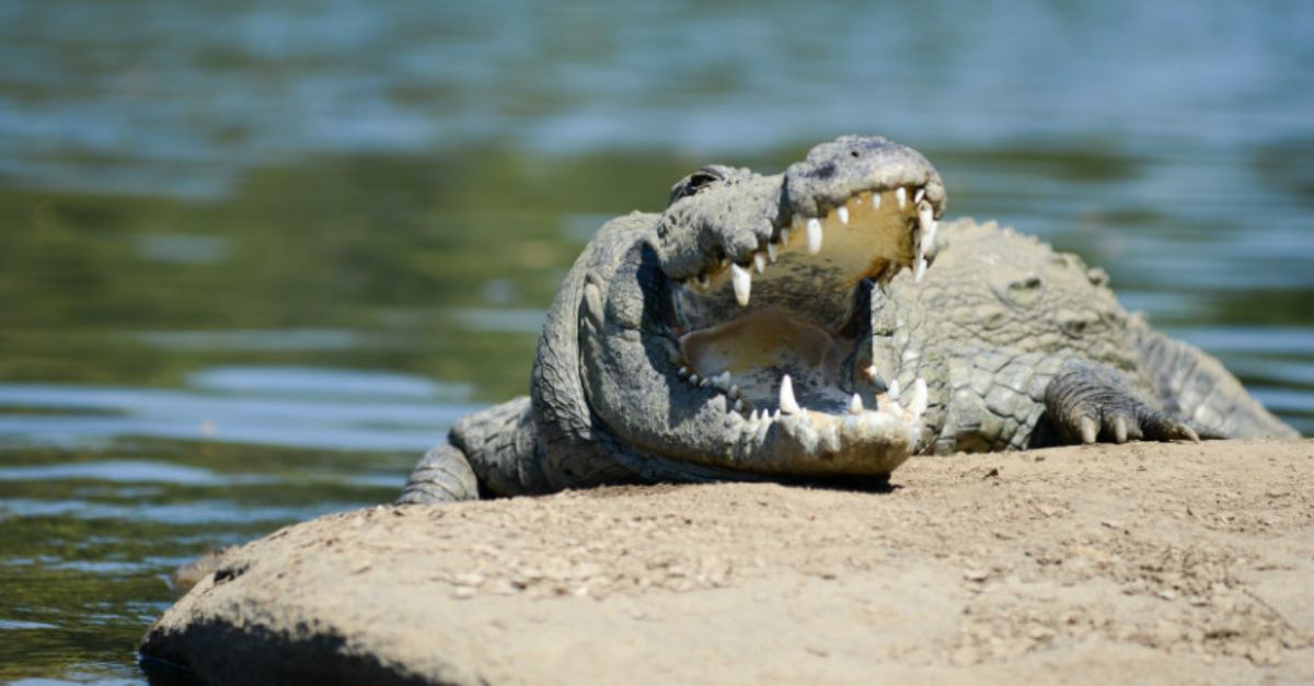 Crocodile Spotting Cumbarjua | Thomas Cook